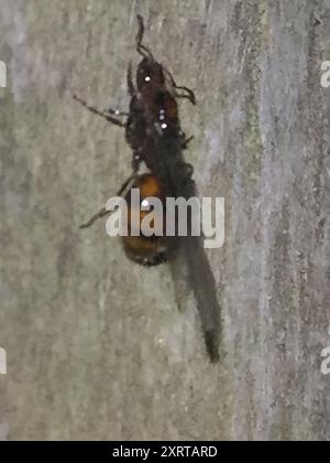 Southern Ant (Chelaner antarcticus) Insecta Stock Photo - Alamy