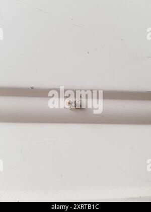 Asiatic Wall Jumping Spider (Attulus fasciger) Arachnida Stock Photo ...