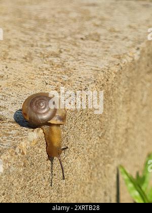 Cute little snail slowly crawling on grey concrete escaping the ...