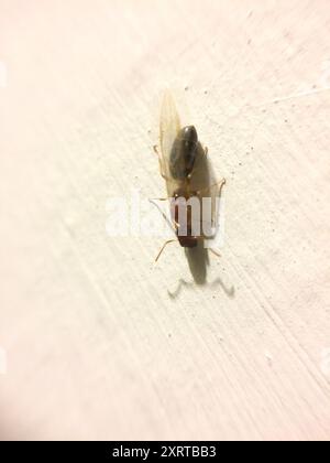 Gate-keeper Ants (Colobopsis) Insecta Stock Photo - Alamy