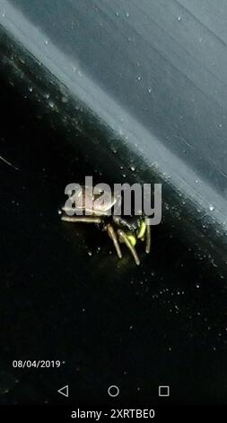 Sun Jumping Spiders (Heliophanus) Arachnida Stock Photo - Alamy