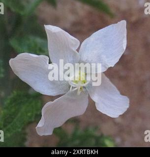 (Hibiscus meyeri) Plantae Stock Photo - Alamy