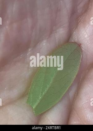 dwarf huckleberry (Gaylussacia dumosa) Plantae Stock Photo - Alamy