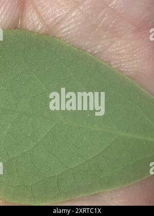 dangleberry (Gaylussacia frondosa) Plantae Stock Photo - Alamy