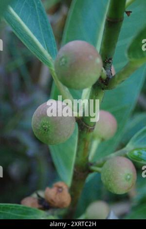 Water Fig (Ficus verruculosa) Plantae Stock Photo - Alamy