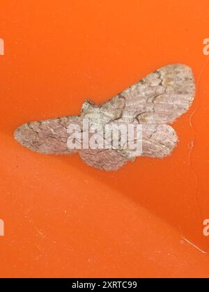 Brown-shaded Gray (Iridopsis defectaria) Insecta Stock Photo - Alamy