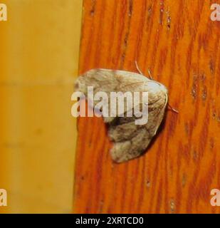 Lichen Moths (Lithosiini) Insecta Stock Photo - Alamy