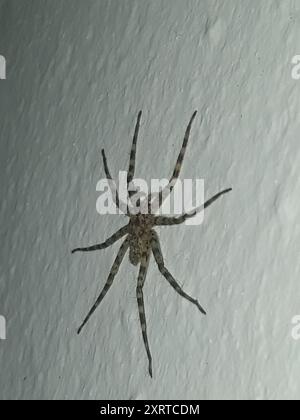 Flatties (Selenopidae) Arachnida Stock Photo - Alamy