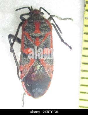 Seed-eating Bugs (Graptostethus) Insecta Stock Photo - Alamy