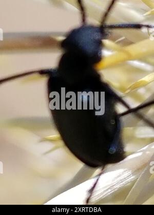 (Cordylospasta opaca) Insecta Stock Photo - Alamy