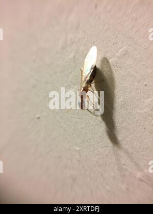 Gate-keeper Ants (Colobopsis) Insecta Stock Photo - Alamy