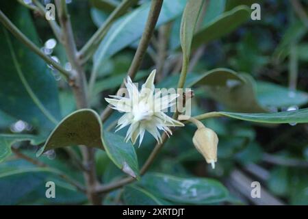 Coastal red milkwood (Mimusops caffra) Plantae Stock Photo - Alamy