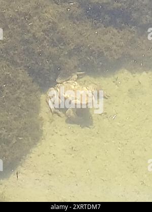Spiny Toad (Bufo spinosus) Amphibia Stock Photo - Alamy