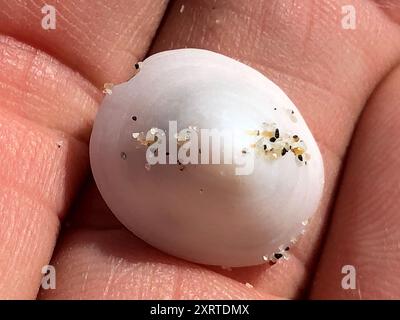 Whitecap Limpet (Acmaea mitra) Mollusca Stock Photo - Alamy