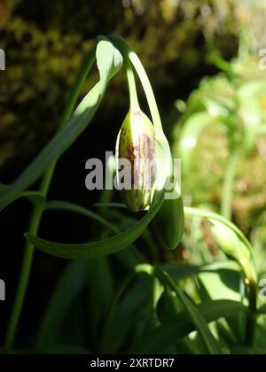 checker lily (Fritillaria affinis) Plantae Stock Photo - Alamy