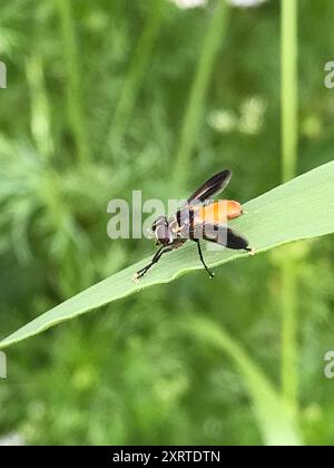 Swift Feather-legged Fly (Trichopoda pennipes) Insecta Stock Photo - Alamy
