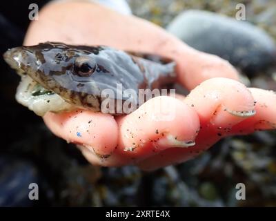 Northern Clingfish (Gobiesox maeandricus) Actinopterygii Stock Photo ...