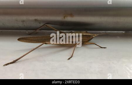 Common Coneheads (Neoconocephalus) Insecta Stock Photo - Alamy