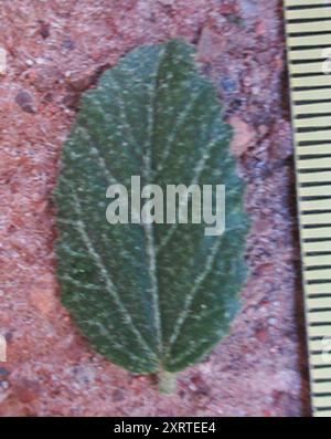 (Hibiscus meyeri) Plantae Stock Photo - Alamy