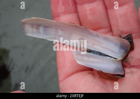 Atlantic Jackknife (Ensis leei) Mollusca Stock Photo - Alamy