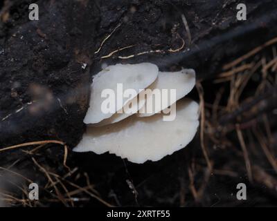 white porecap (Favolaschia pustulosa) Fungi Stock Photo - Alamy