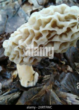 white morel (Morchella americana) Fungi Stock Photo - Alamy