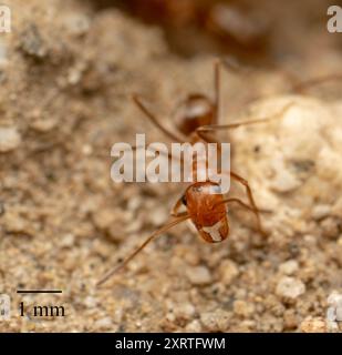 Wheeler’s Honeypot Ant (Myrmecocystus wheeleri) Insecta Stock Photo - Alamy