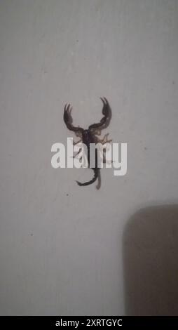 Small Wood-scorpions (Euscorpius) Arachnida Stock Photo - Alamy