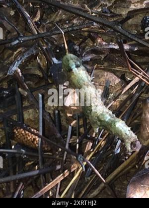 Live Oak Metria Moth (Metria amella) Insecta Stock Photo - Alamy