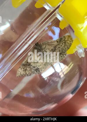 Drab Brown Wave (Lobocleta ossularia) Insecta Stock Photo - Alamy