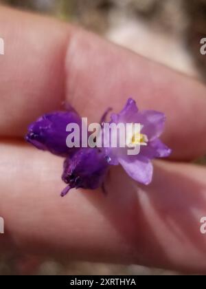 few-flowered bluedicks (Dipterostemon capitatus pauciflorus) Plantae ...