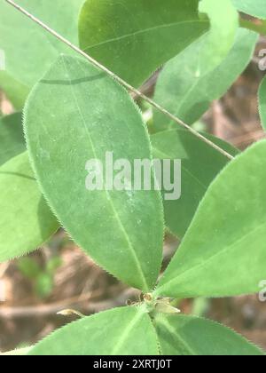 Coastal Azalea (Rhododendron atlanticum) Plantae Stock Photo - Alamy