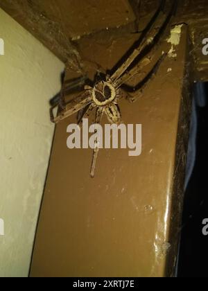 Pantropical Huntsman Spider (Heteropoda venatoria) Arachnida Stock ...