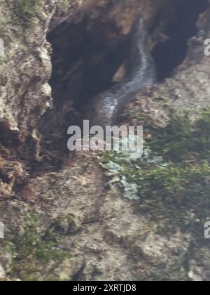Changeable Mantleslug (Megapallifera mutabilis) Mollusca Stock Photo ...
