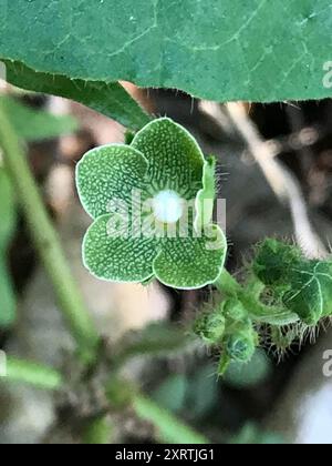 Pearl Milkweed (Matelea reticulata) Plantae Stock Photo - Alamy