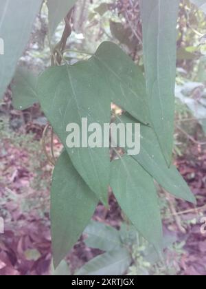 skunk vine (Paederia foetida) Plantae Stock Photo - Alamy
