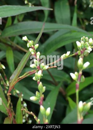 Dotted Smartweed (Persicaria punctata) Plantae Stock Photo - Alamy