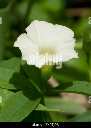 Rock Rosemary (Distimake quinquefolius) Plantae Stock Photo - Alamy
