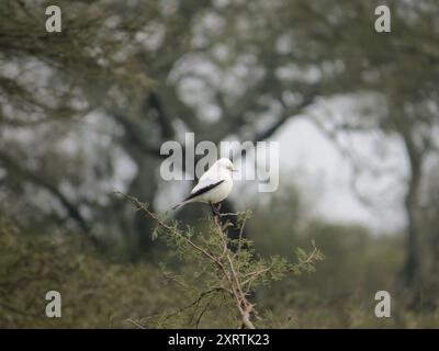 White Monjita (Xolmis irupero) Aves Stock Photo - Alamy
