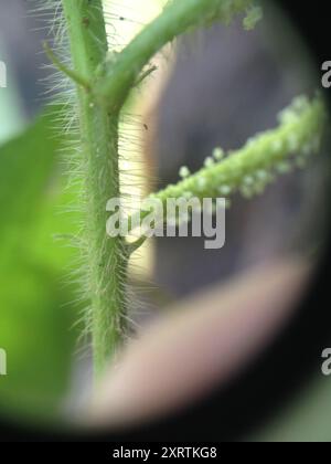 (Acalypha communis apicalis) Plantae Stock Photo - Alamy