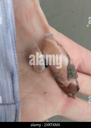 Atlantic Razor (Siliqua costata) Mollusca Stock Photo - Alamy
