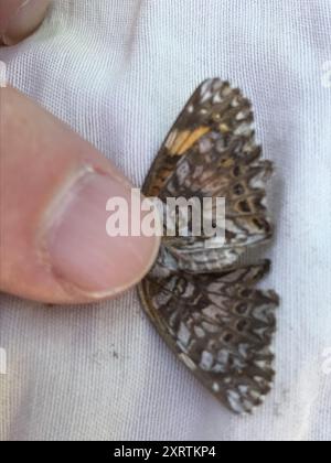 Gorgone Checkerspot (Chlosyne gorgone) Insecta Stock Photo - Alamy
