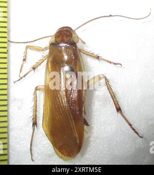 Household Cockroaches (Blattidae) Insecta Stock Photo - Alamy