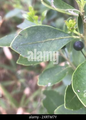 gallberry (Ilex glabra) Plantae Stock Photo - Alamy