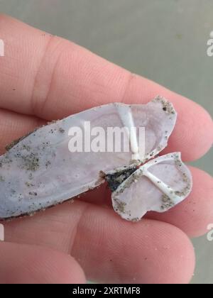 Atlantic Razor (Siliqua costata) Mollusca Stock Photo - Alamy