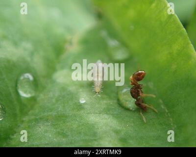 Mustache and Pygmy Snapping Ants (Strumigenys) Insecta Stock Photo - Alamy
