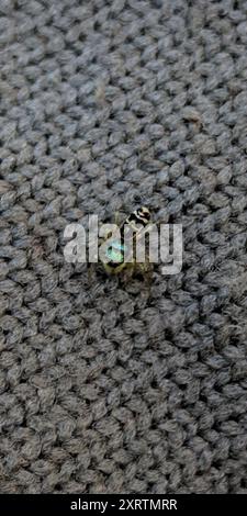 Iridescent Jumping Spiders (Cosmophasis) Arachnida Stock Photo - Alamy
