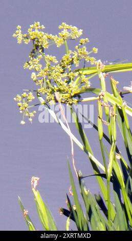 Green Flatsedge (Cyperus virens) Plantae Stock Photo - Alamy