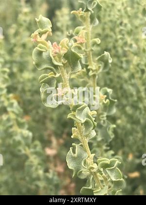 Saltbushes (Atriplex) Plantae Stock Photo - Alamy