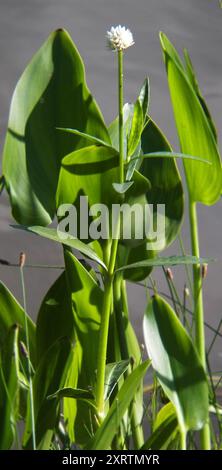spiderworts and allies (Commelinales) Plantae Stock Photo - Alamy